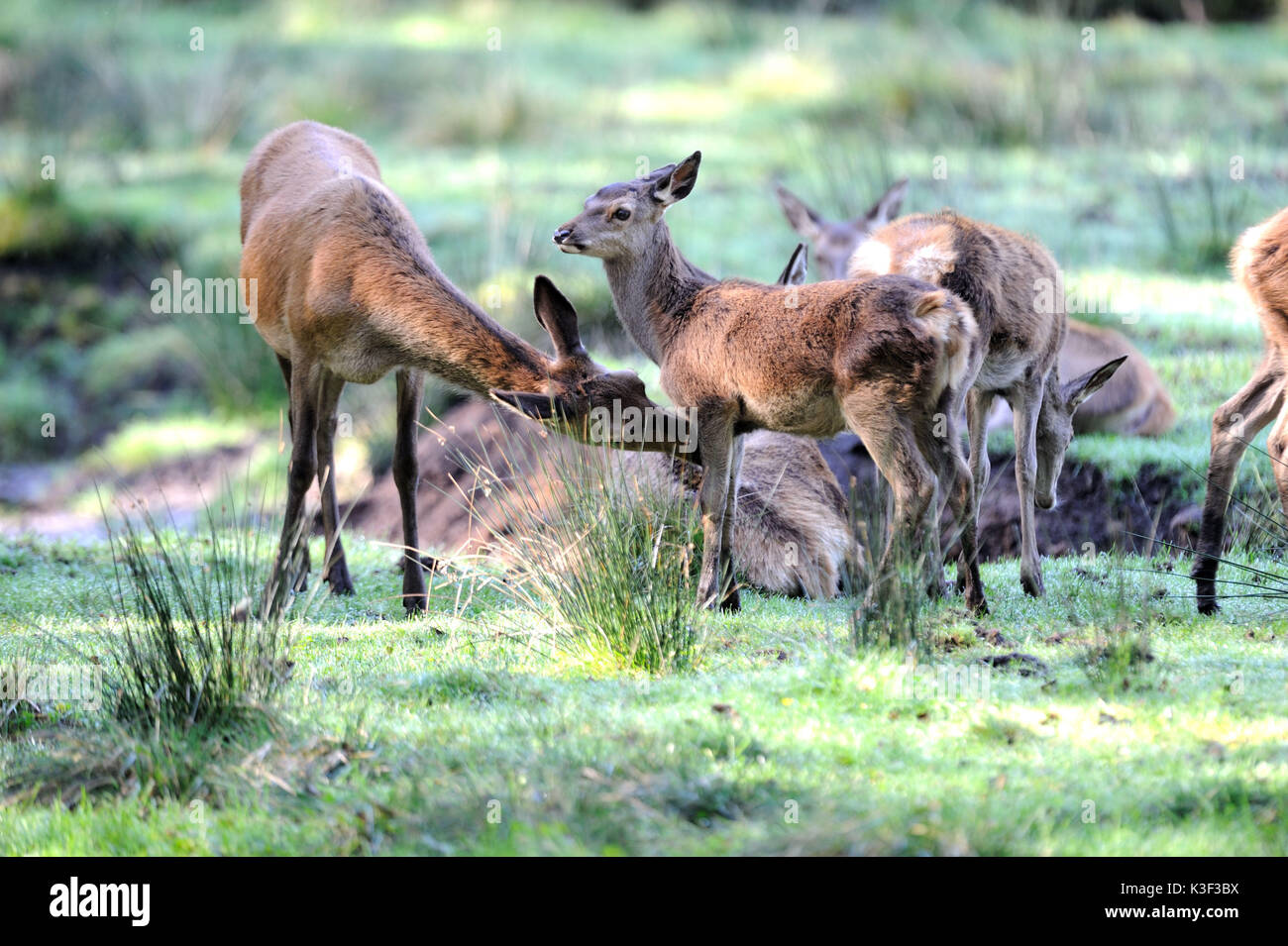 Red deer are ruminants hi-res stock photography and images - Alamy