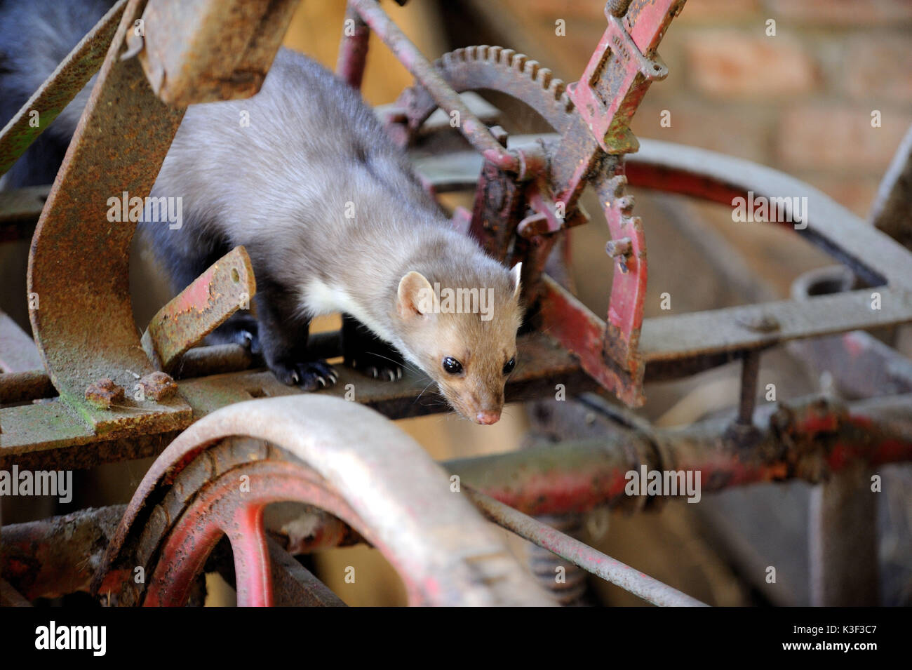 Stone marten or beech marten in the barn Stock Photo - Alamy