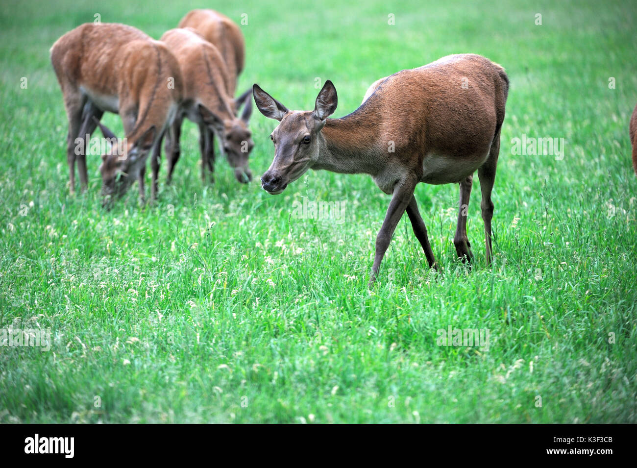Red deer in the spring on forest glade Stock Photo - Alamy