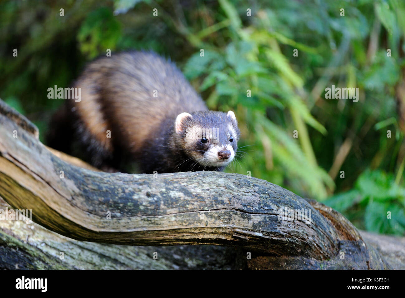 Polecat in autumn Stock Photo - Alamy