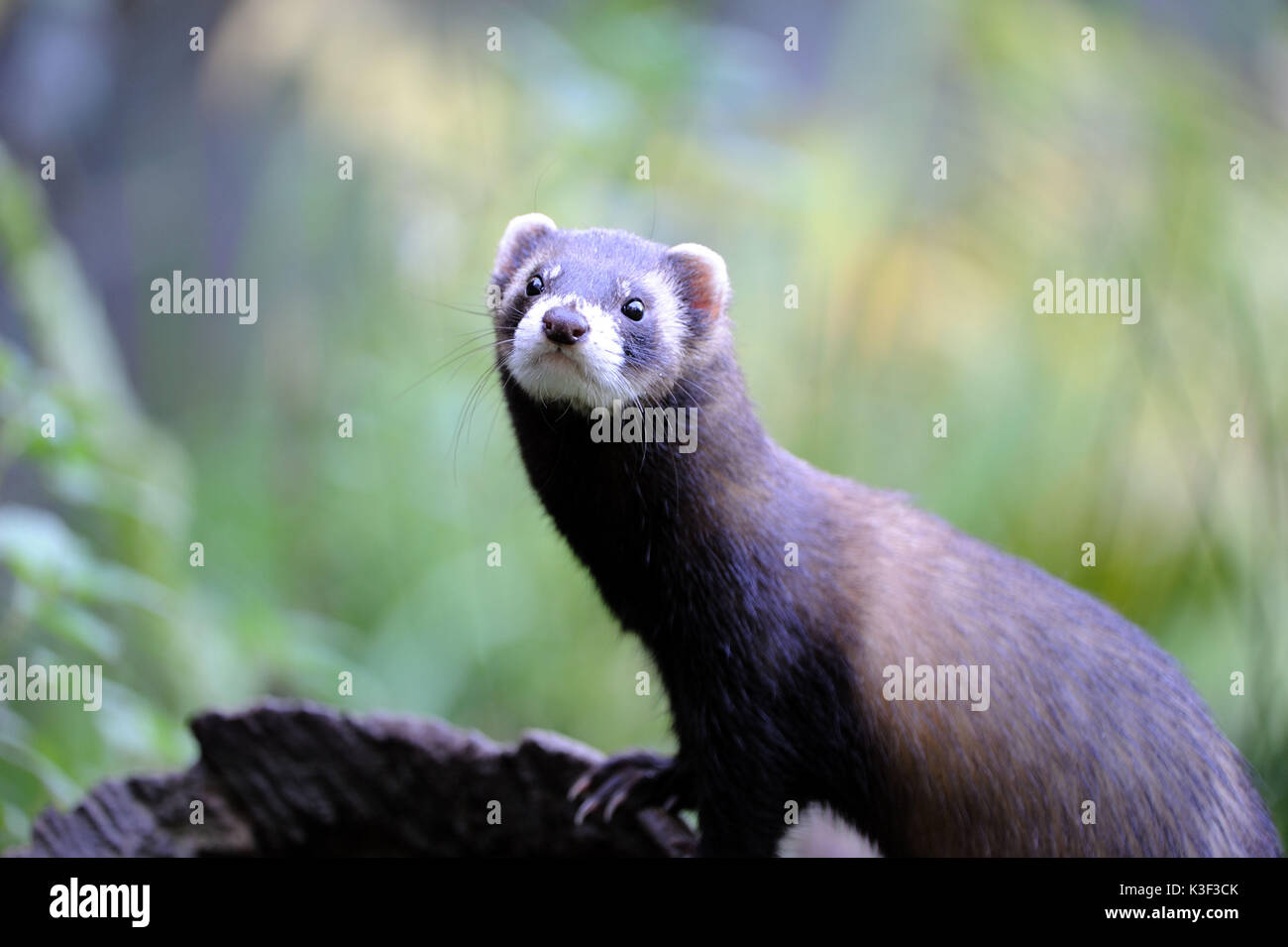 Polecat in autumn Stock Photo - Alamy
