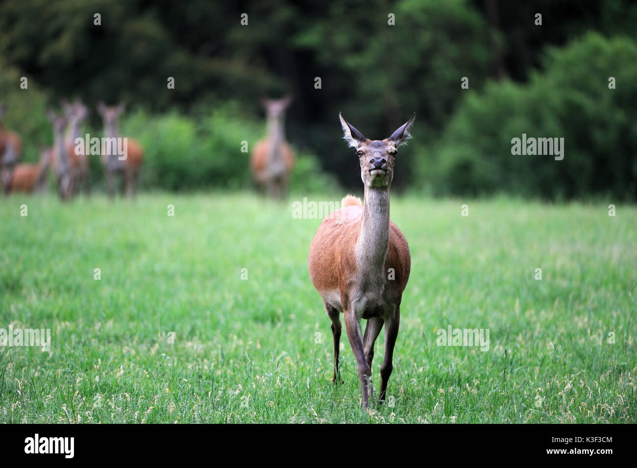 Red deer at the beginning of June while feeding on forest glade Stock ...