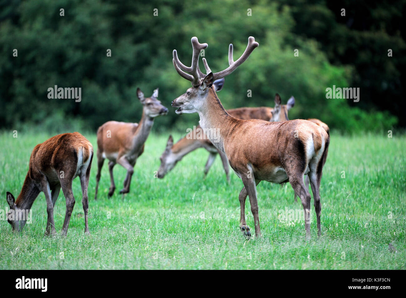 Spring red deer hi-res stock photography and images - Alamy