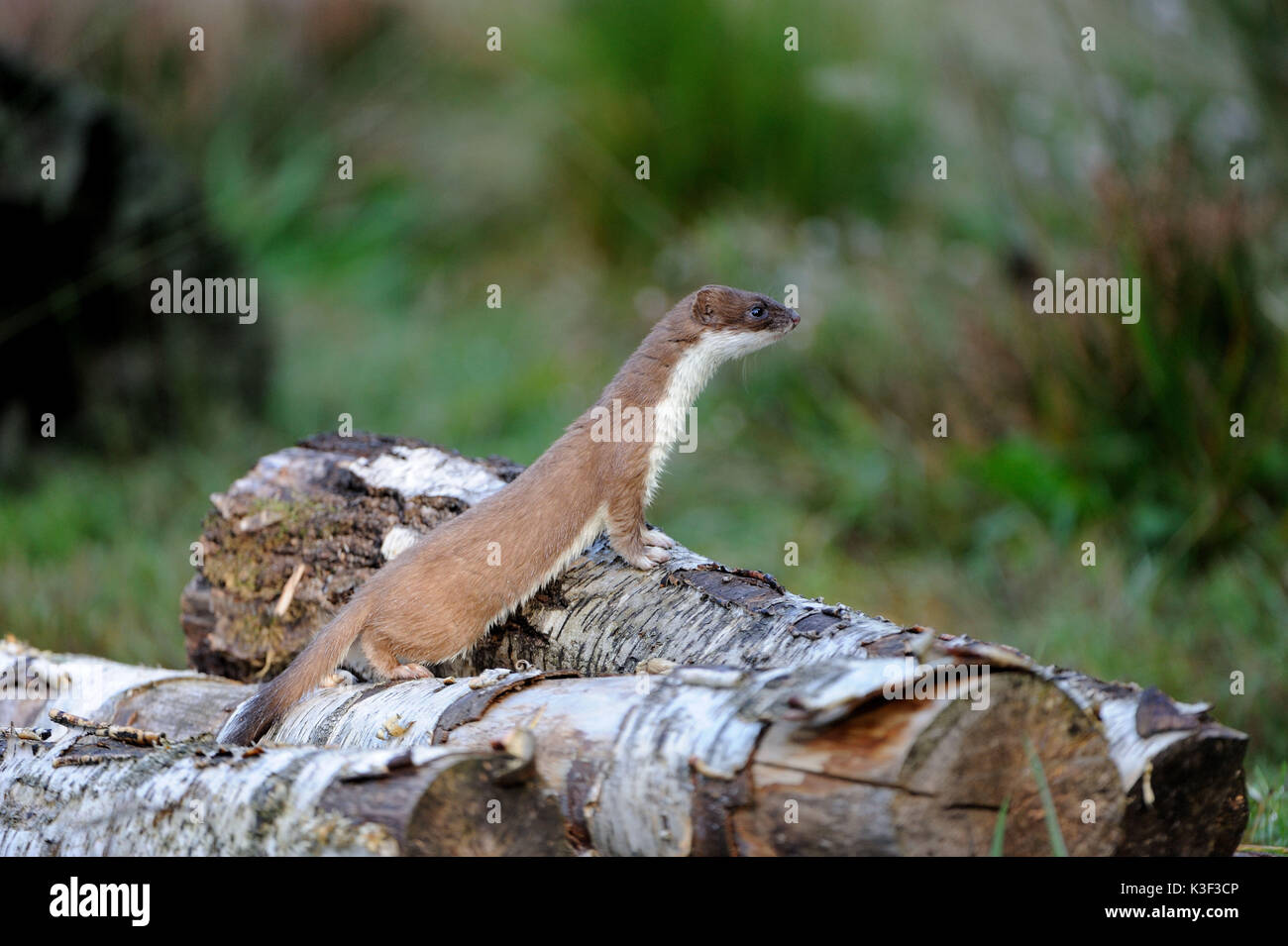 Mustela erminea autumn hi-res stock photography and images - Alamy