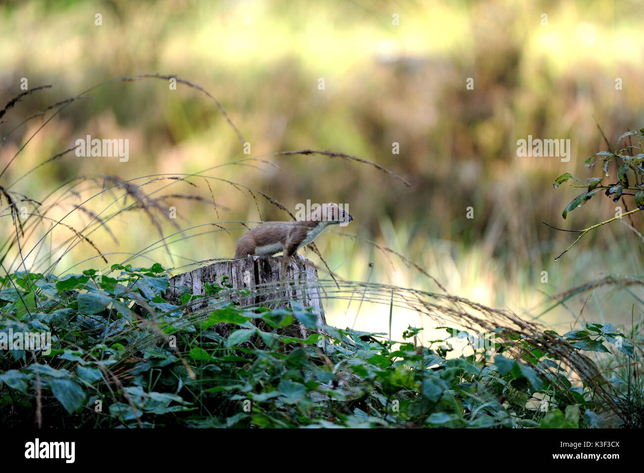 Mustela erminea autumn hi-res stock photography and images - Alamy