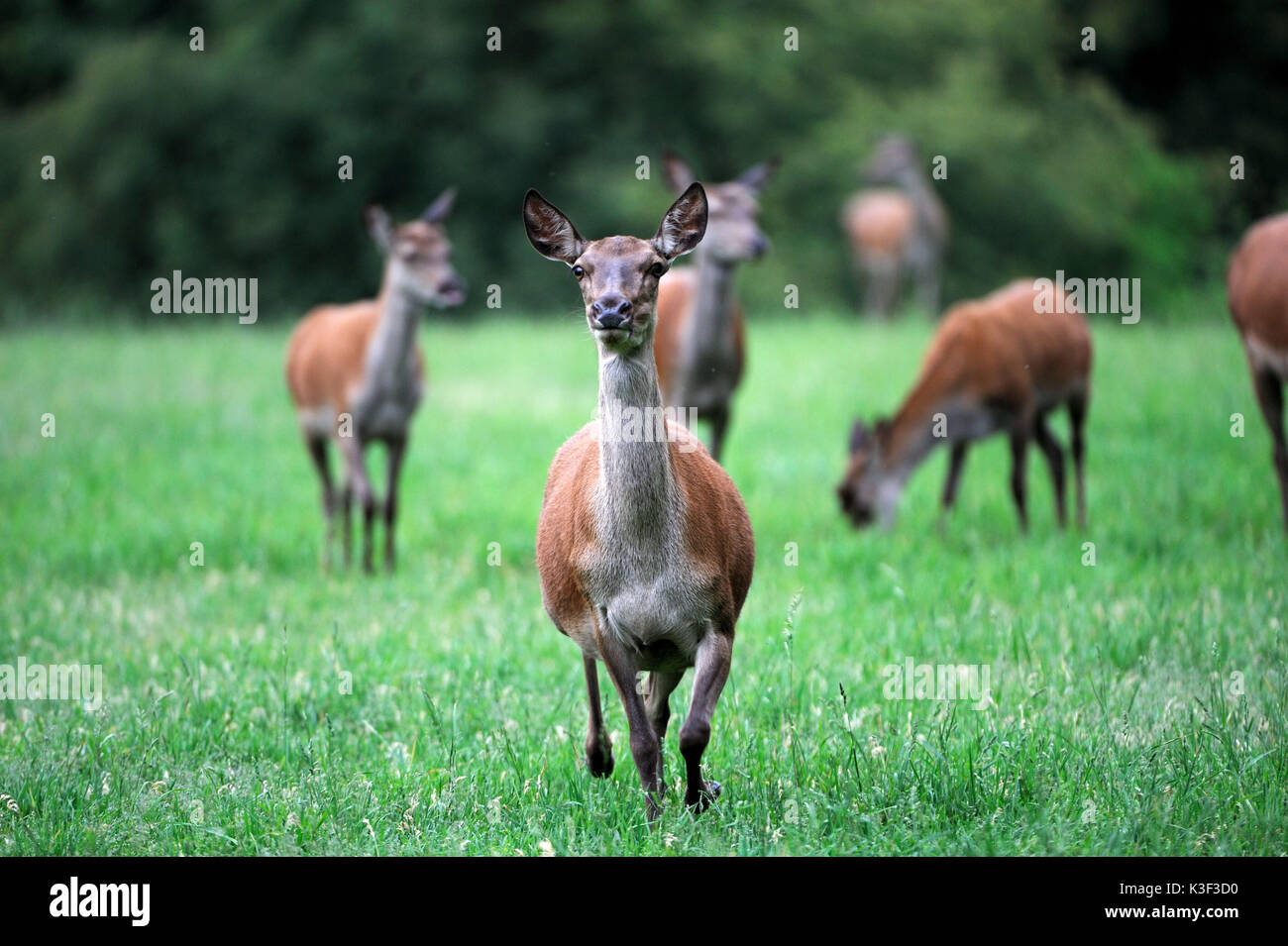Spring red deer hi-res stock photography and images - Alamy