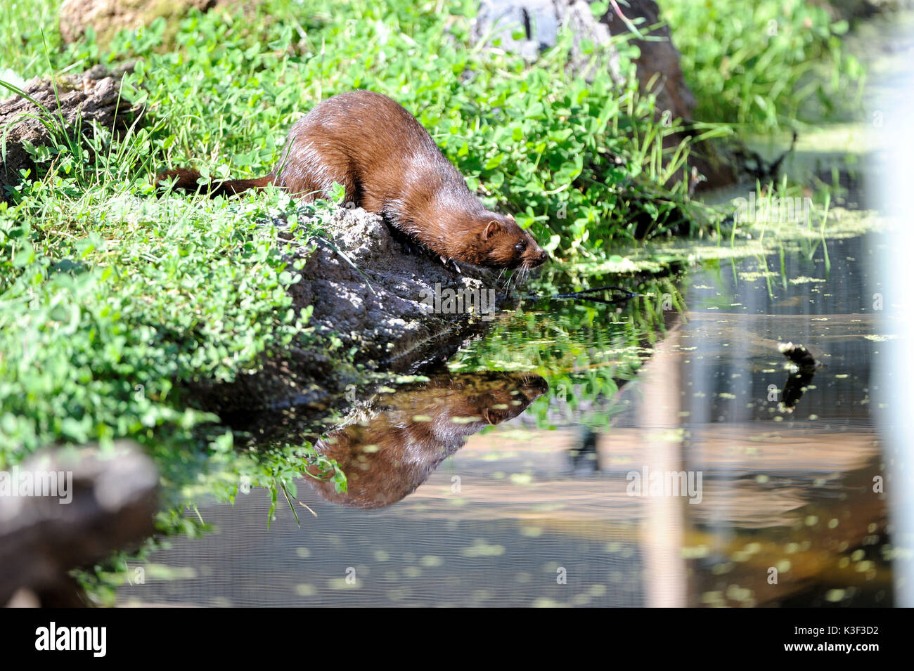 American mink, Mink Stock Photo - Alamy