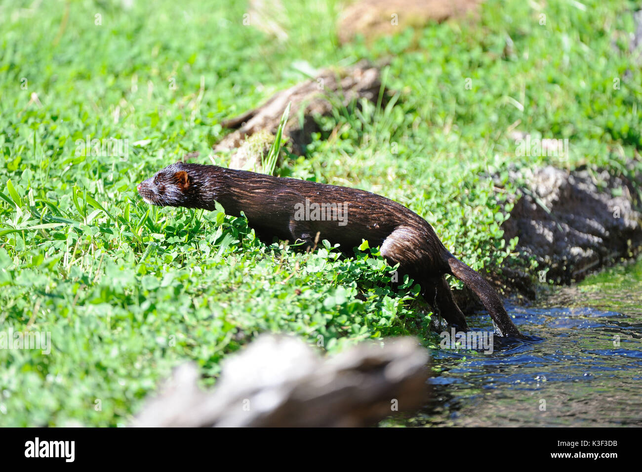 Wet mink hi-res stock photography and images - Alamy