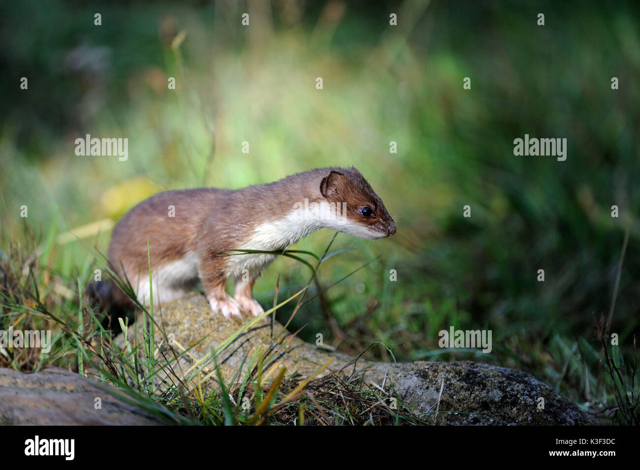 Ermine on autumnal prey search Stock Photo - Alamy