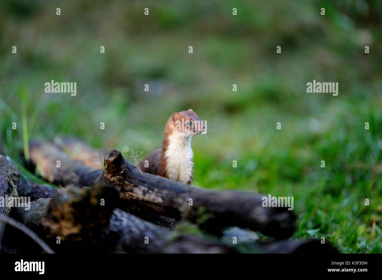 The ermine hunt hi-res stock photography and images - Alamy