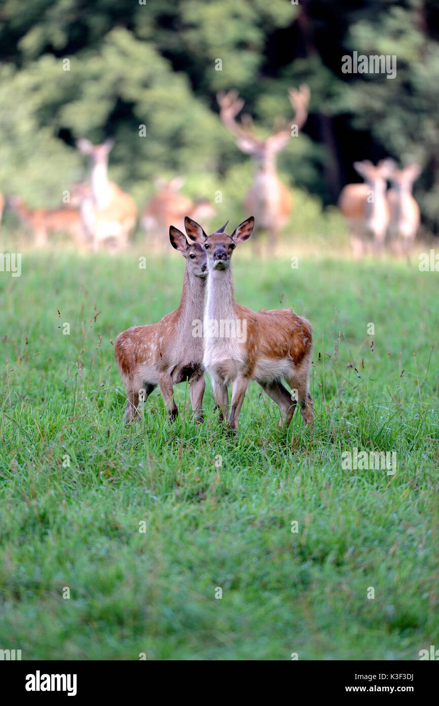 Red deer, red deer, young animals Stock Photo - Alamy