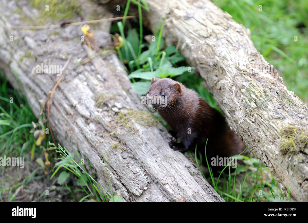 American mink, Mink Stock Photo - Alamy
