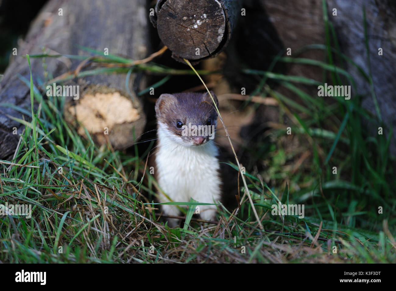 Ermine on autumnal prey search Stock Photo - Alamy