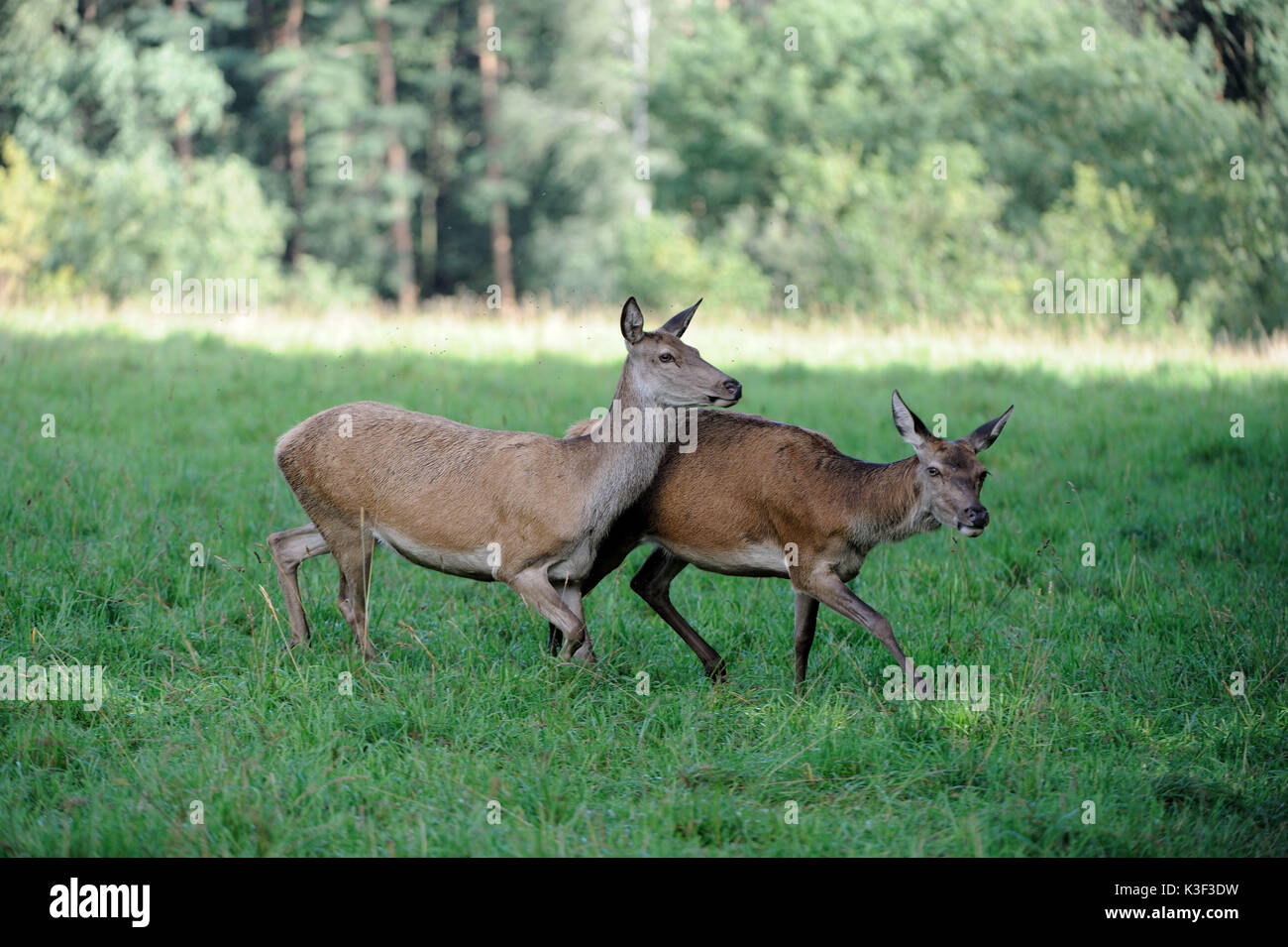 Red deer hinds hi-res stock photography and images - Alamy