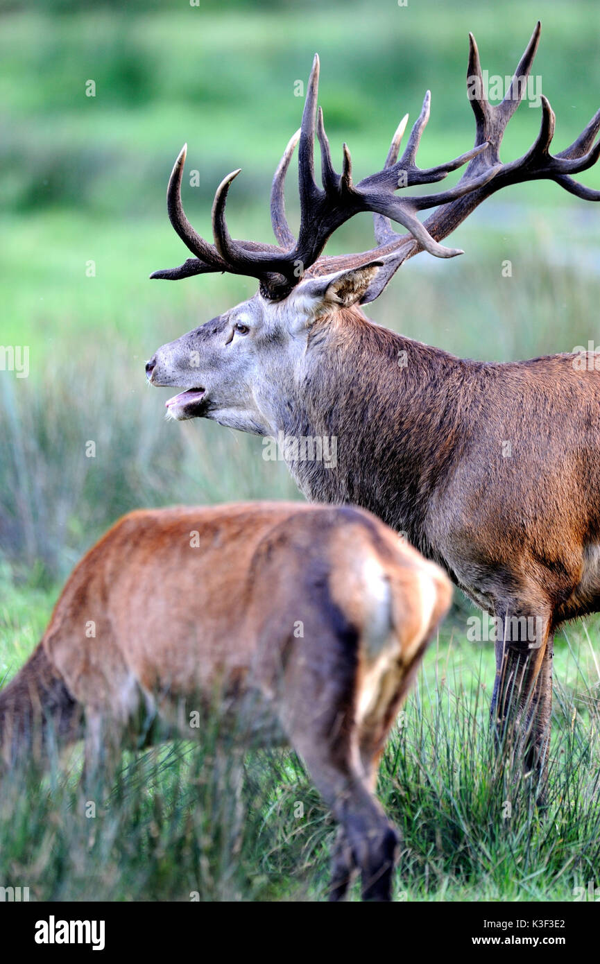 Real deer antler hi-res stock photography and images - Alamy