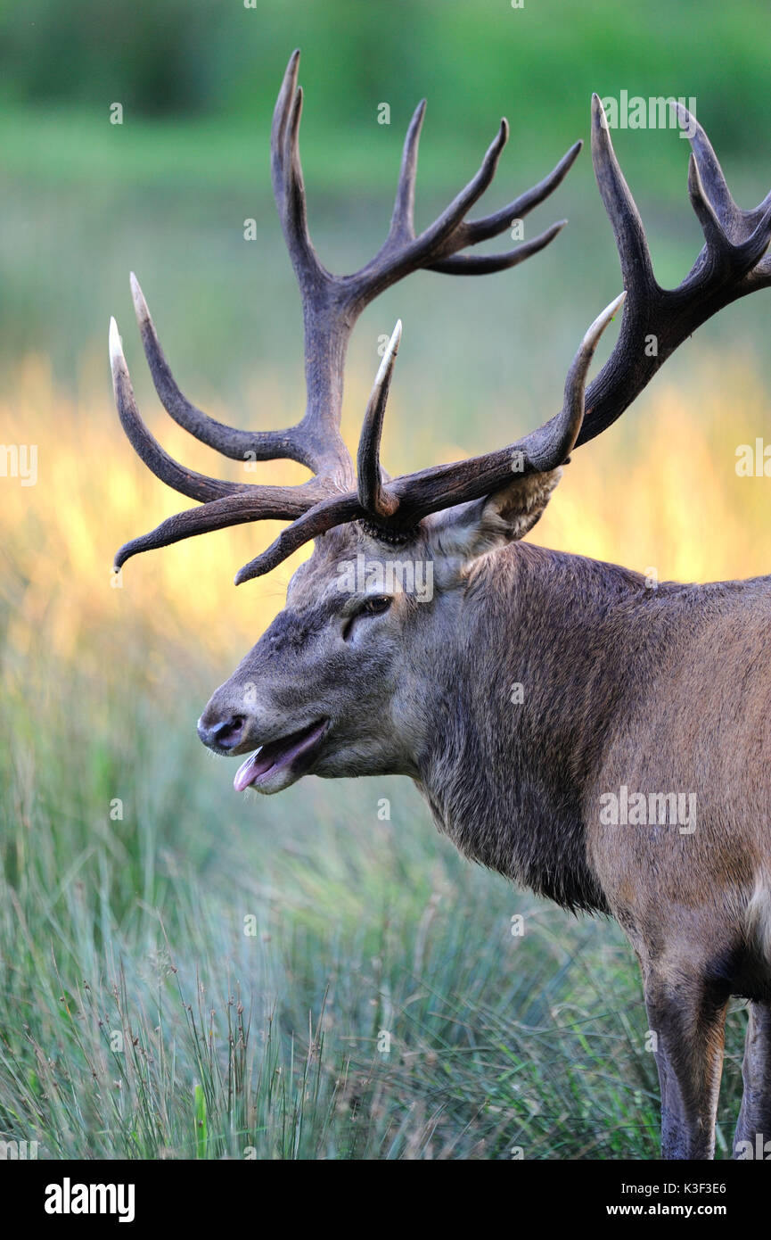 Red deer, red deers at the rutting season Stock Photo - Alamy