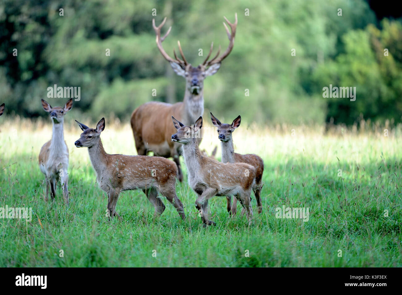 Red deer, red deer, young animals Stock Photo - Alamy