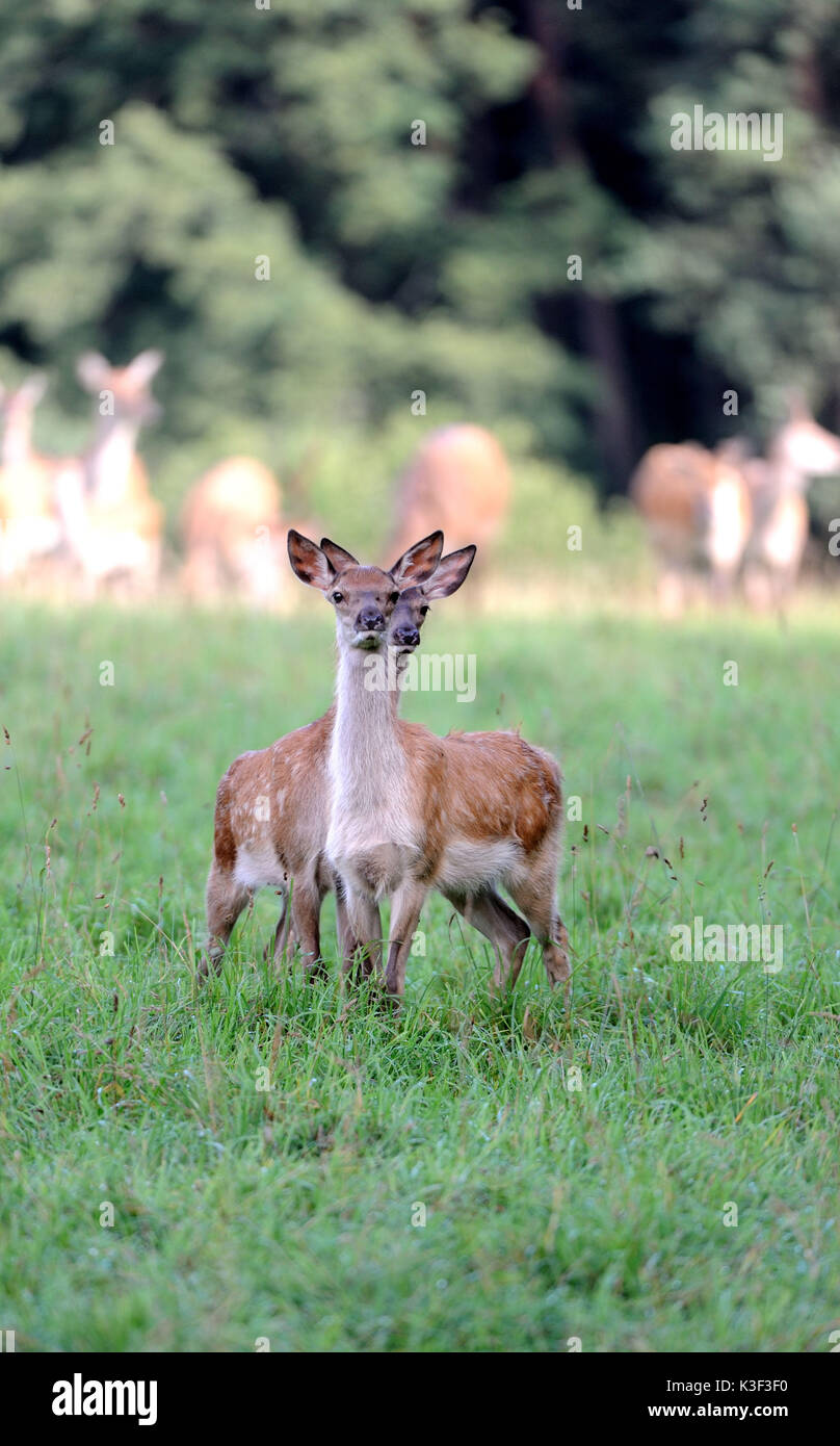 Red deer, red deer, young animals Stock Photo - Alamy