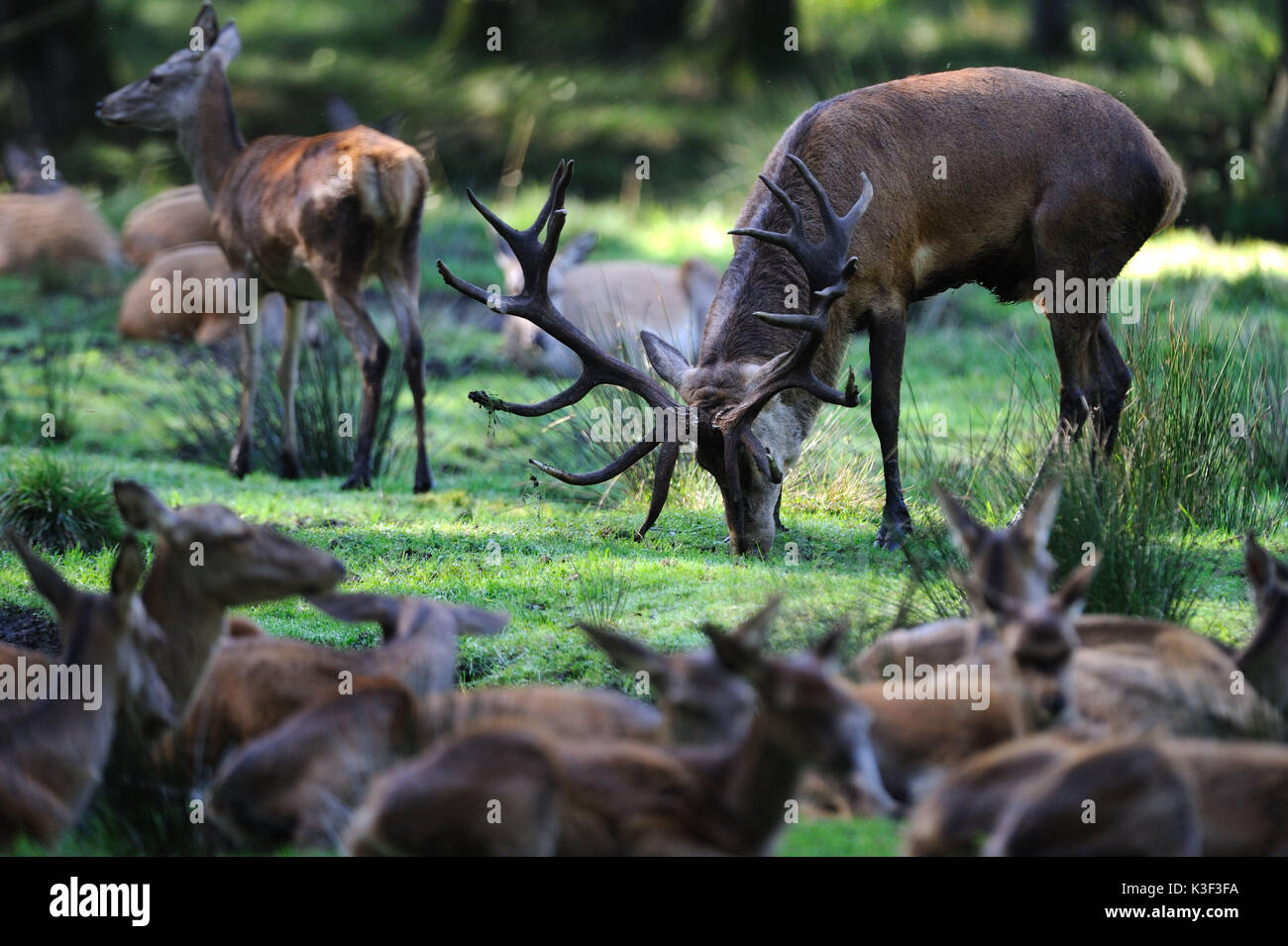 Rutting deers hi-res stock photography and images - Alamy