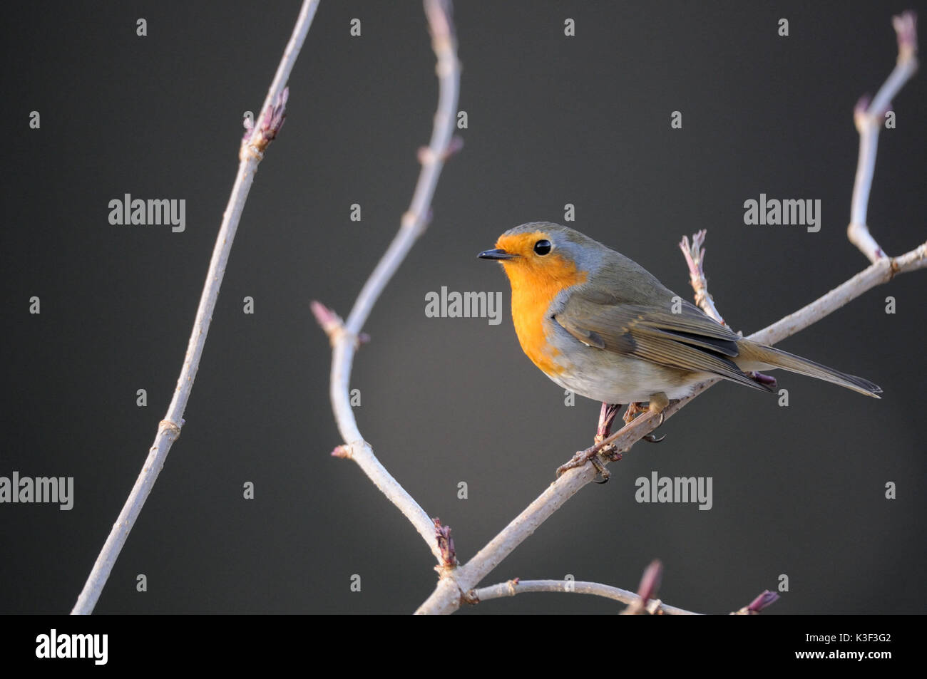 Robin redbreasts hi-res stock photography and images - Alamy