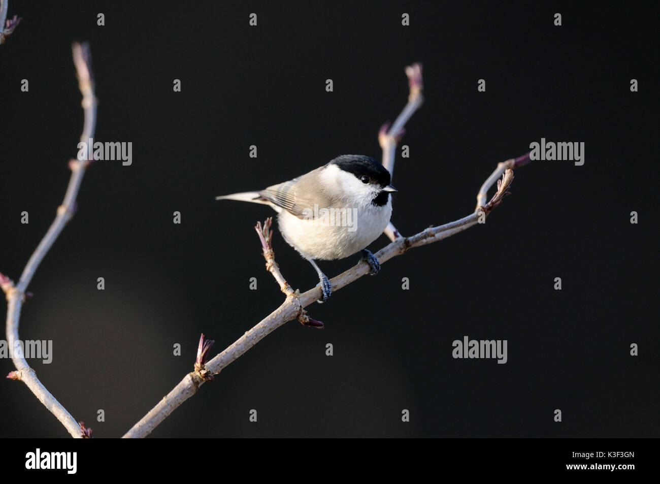 Marsh titmouse hi-res stock photography and images - Alamy