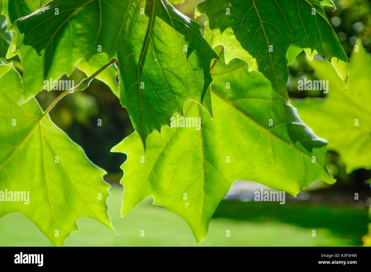 Maple green leaves close hi-res stock photography and images - Alamy
