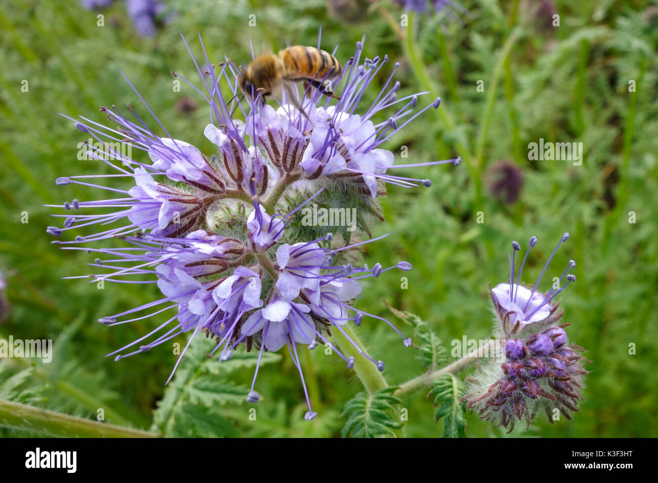 Fiddleneck hi-res stock photography and images - Alamy