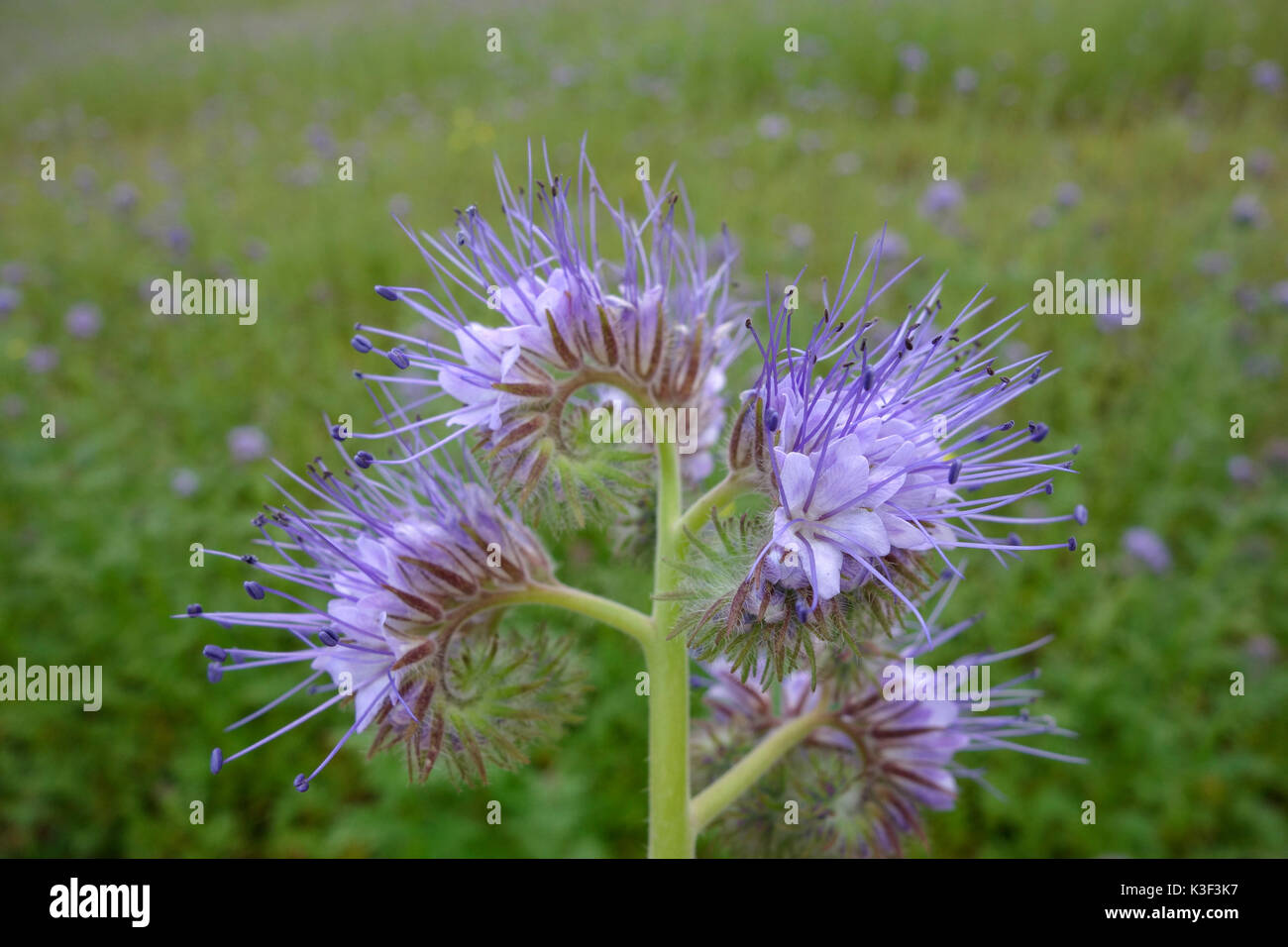 Flower, fiddleneck, Phacelia tanacetifolia, green fertilizer Stock ...