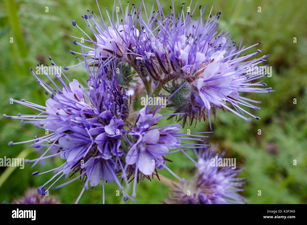 Fiddleneck hi-res stock photography and images - Alamy