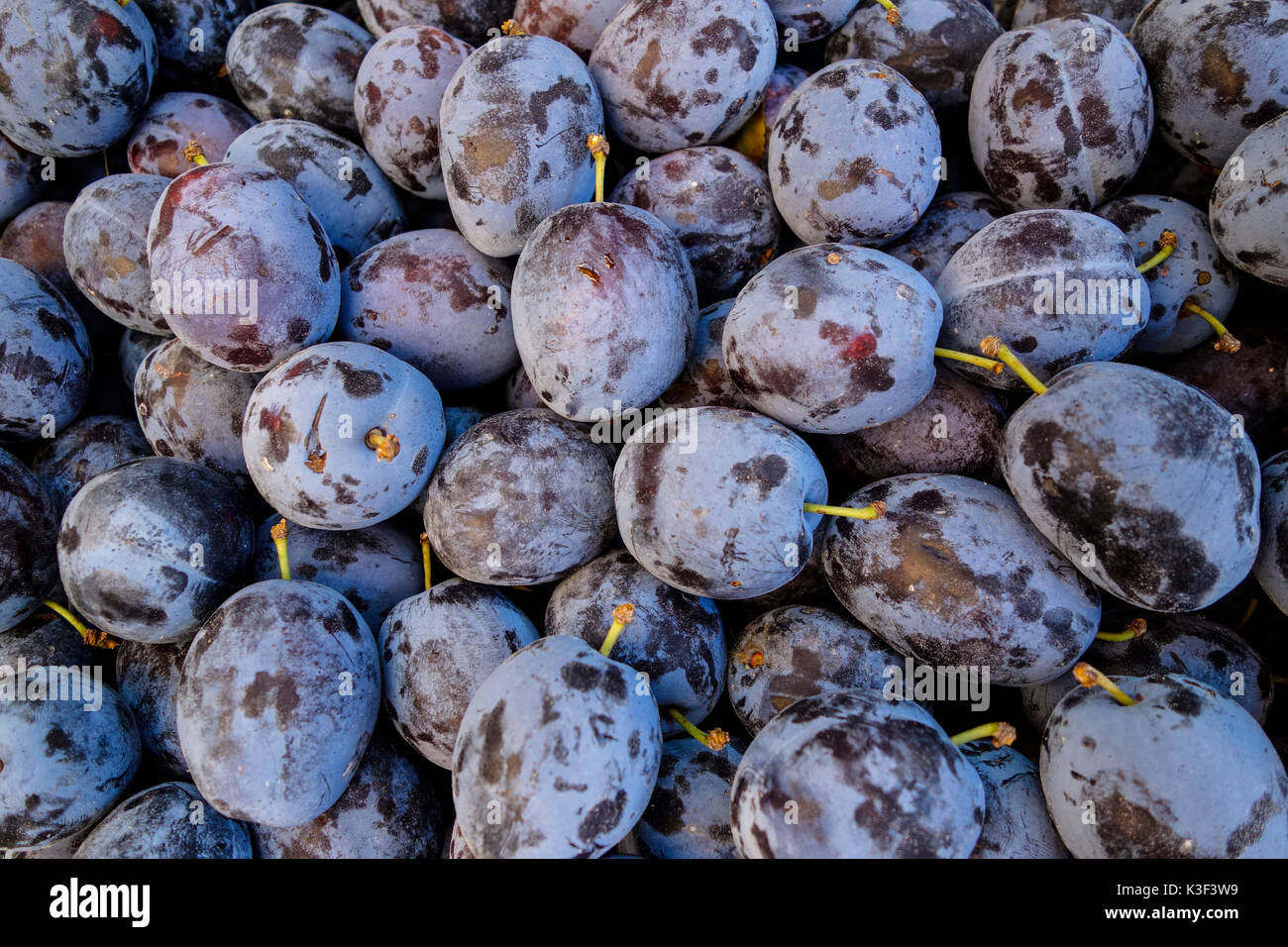 Plums, Prunus domestica, medium close-up Stock Photo - Alamy