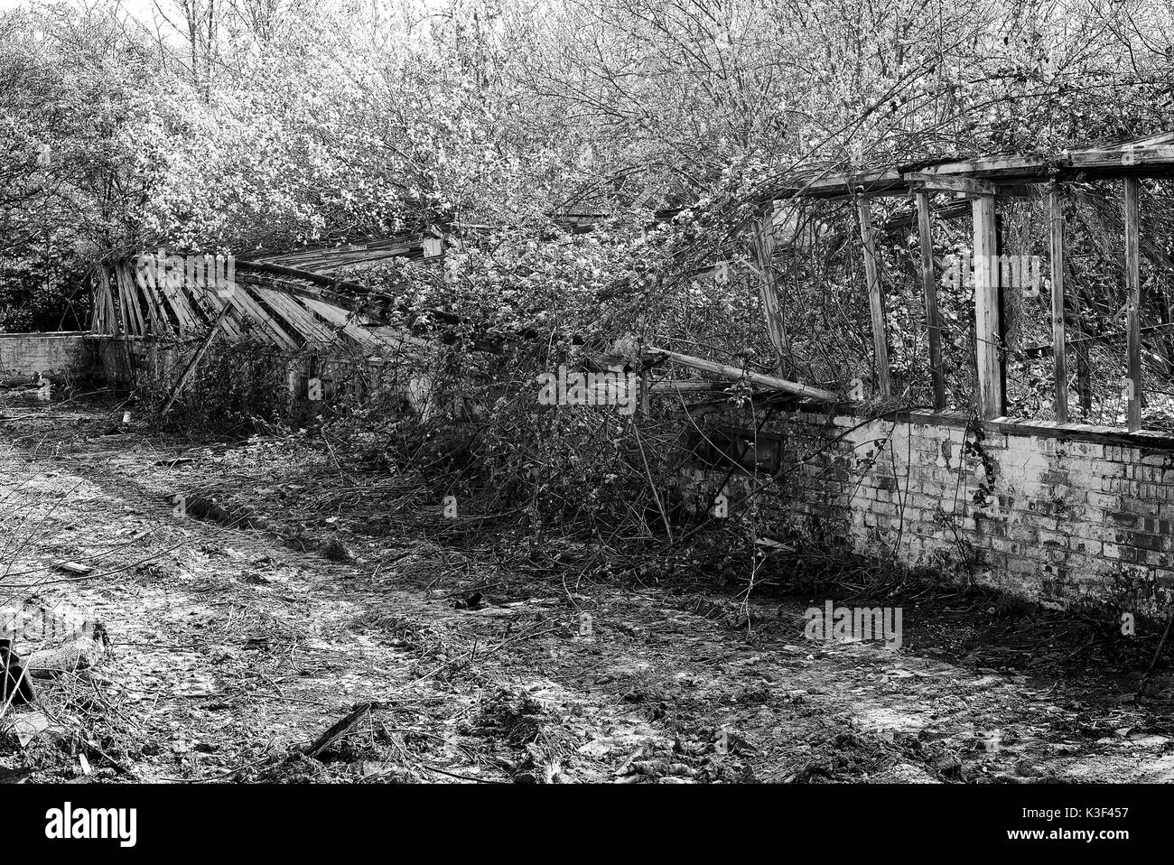 Rundown Kidby Nurseries, Little Clacton, Essex, in a state of decline ...