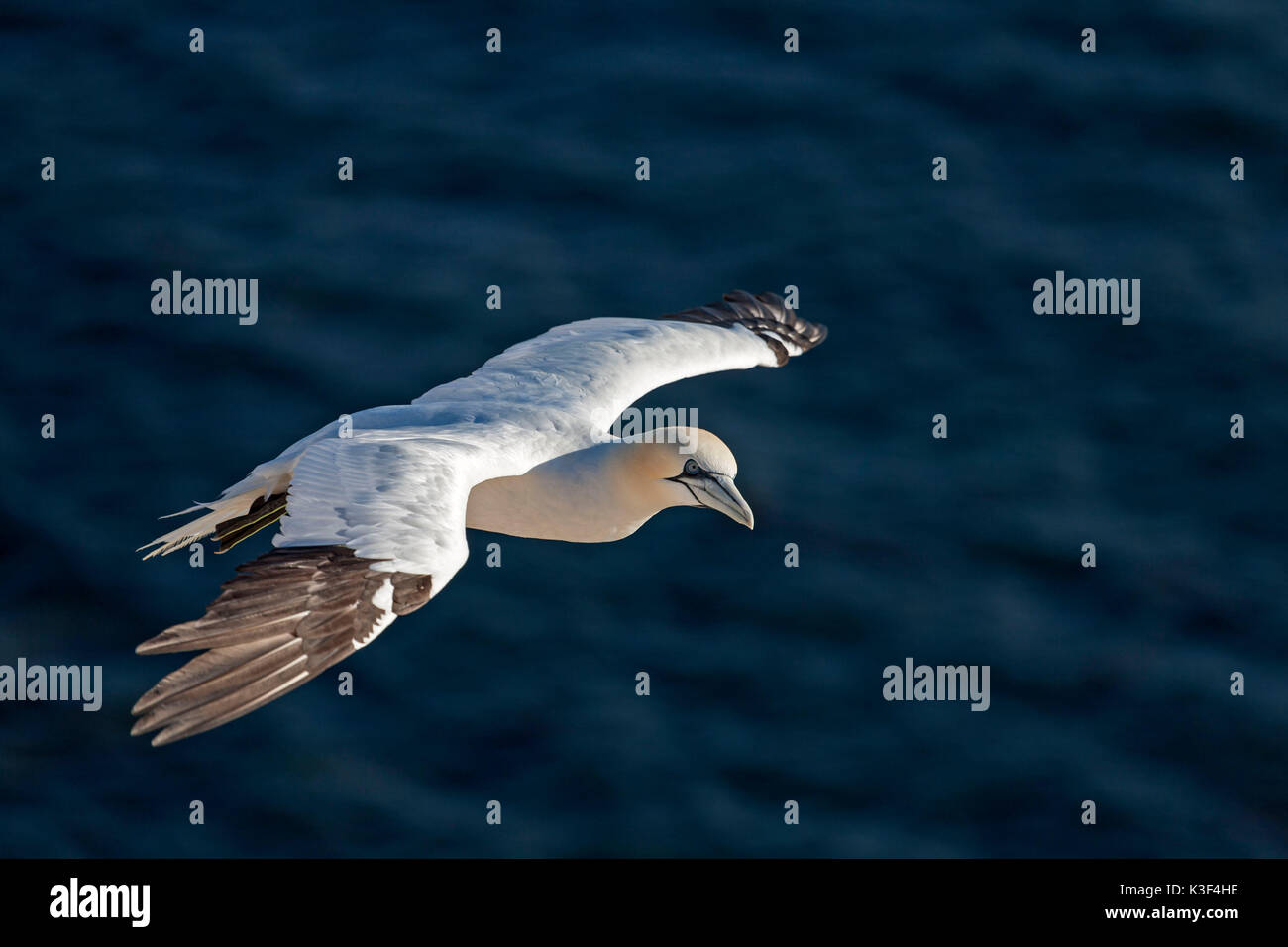 Helgoland germany birds lummenfelsen hi-res stock photography and ...