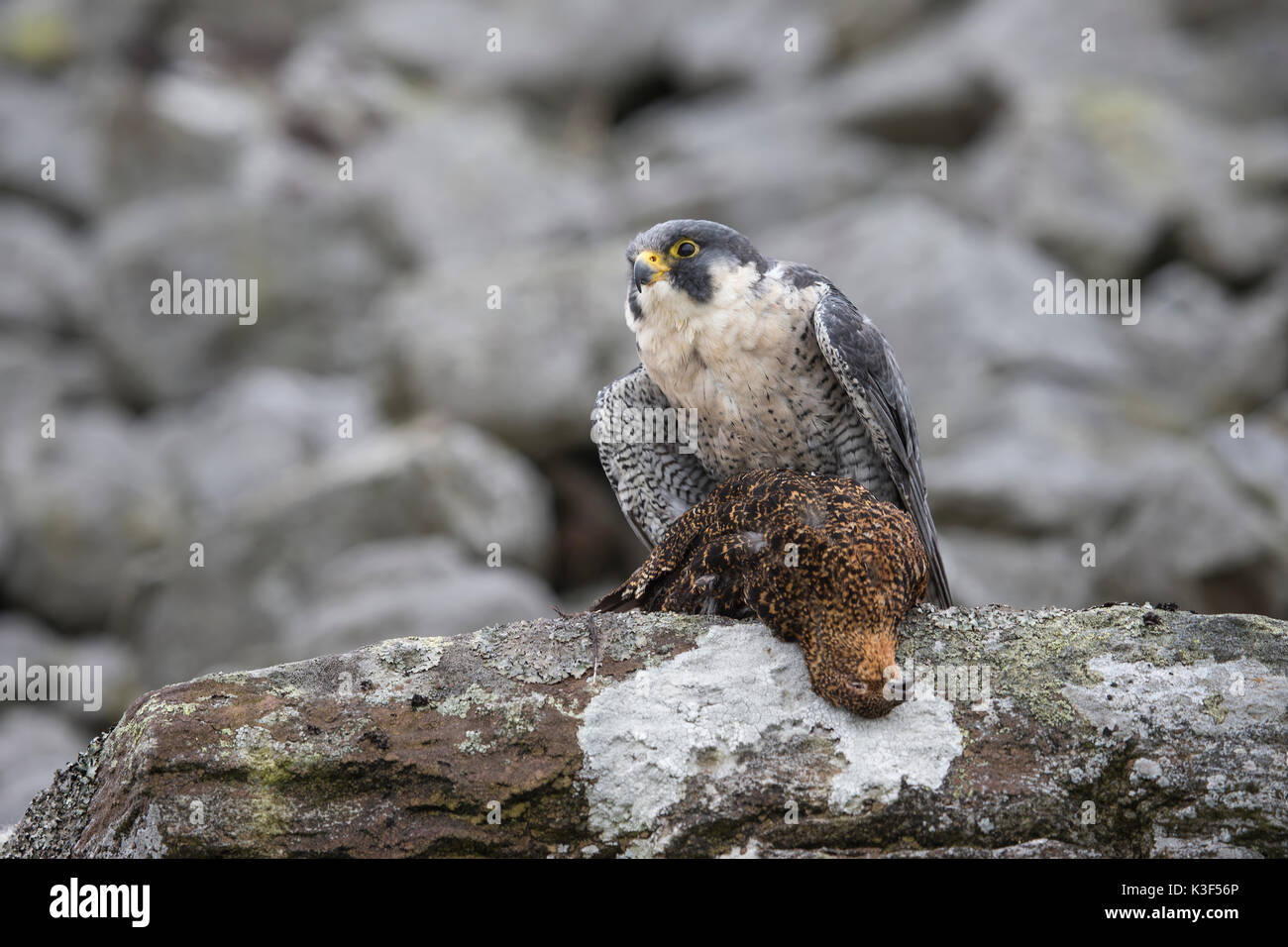 Peregrine falcon with dead bird hi-res stock photography and images - Alamy