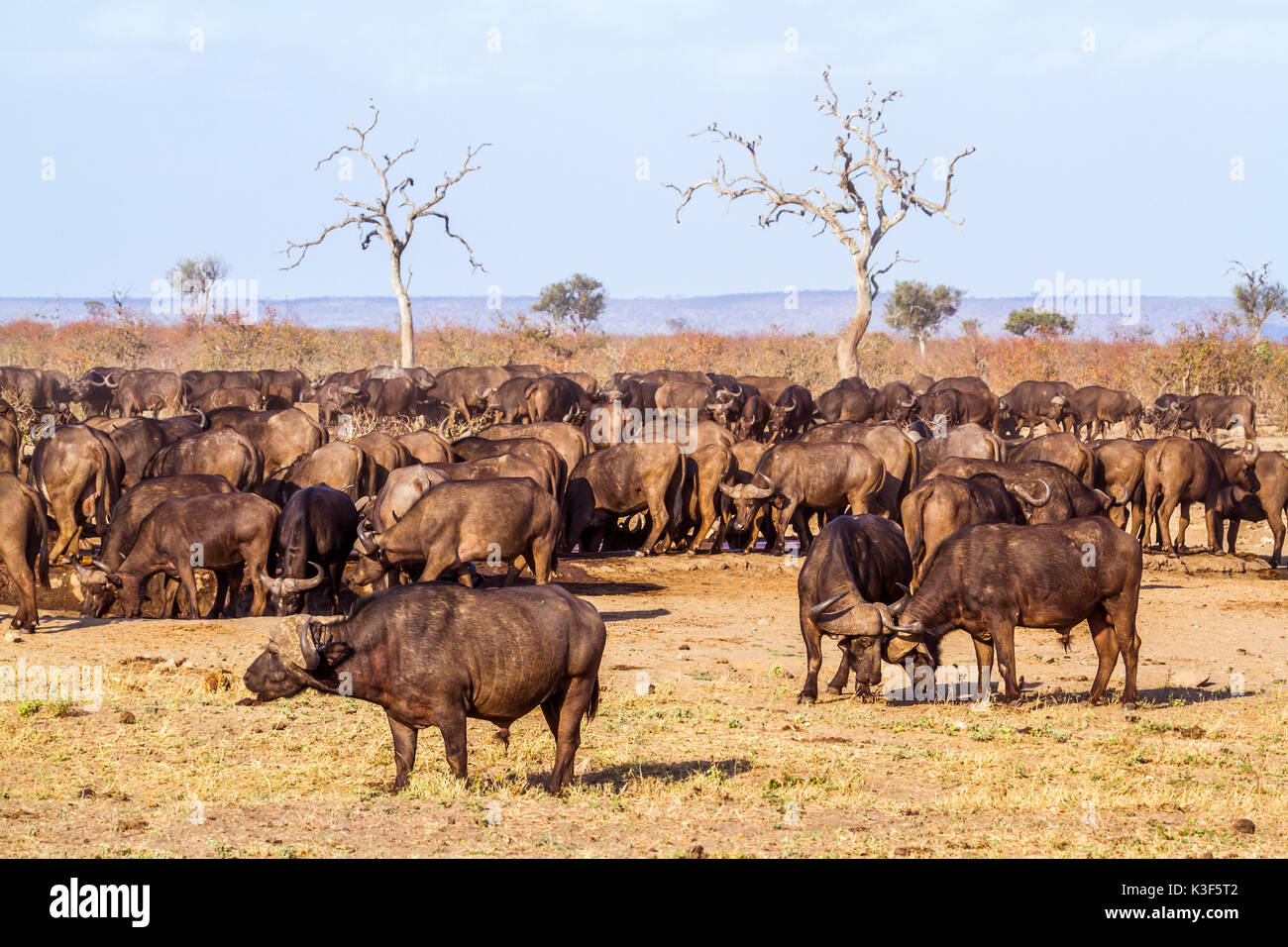 Bushveld animals hi-res stock photography and images - Alamy