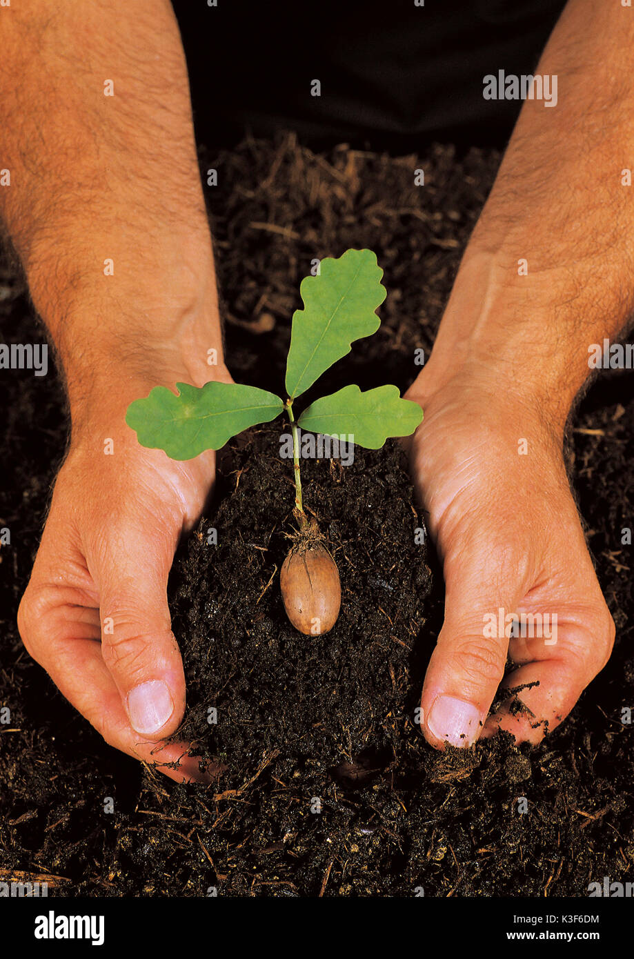 Oak seedling hi-res stock photography and images - Alamy