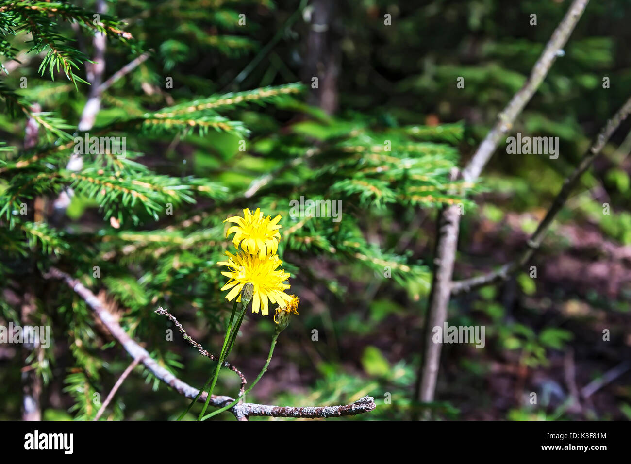 Two yellow flowers of the Hawk, a perennial herbaceous plant of the ...