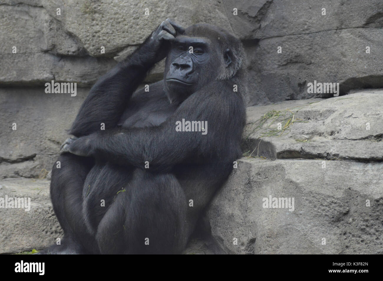 Gorilla nature hi-res stock photography and images - Alamy
