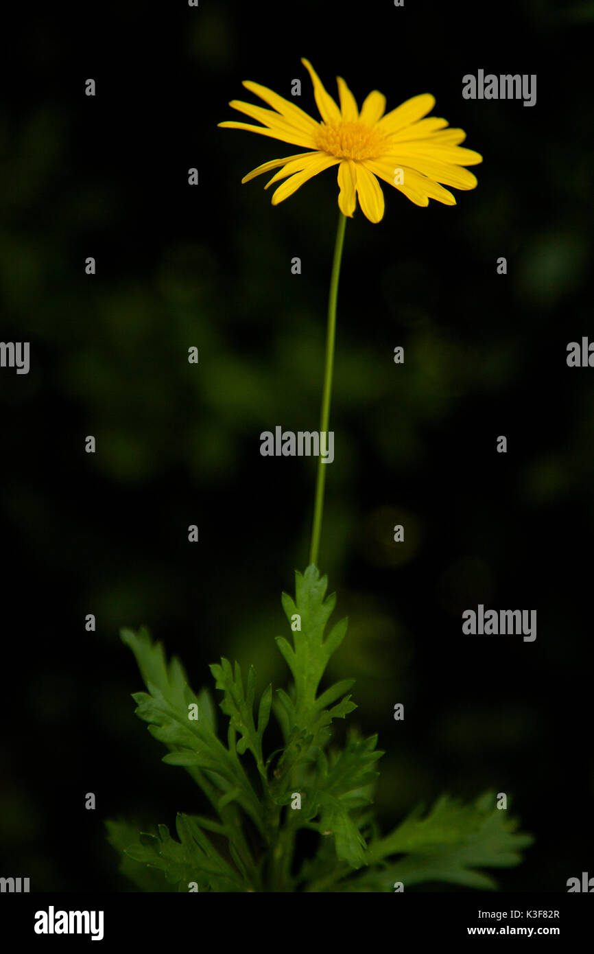 Flower daisy yellow petals stem hi-res stock photography and images - Alamy