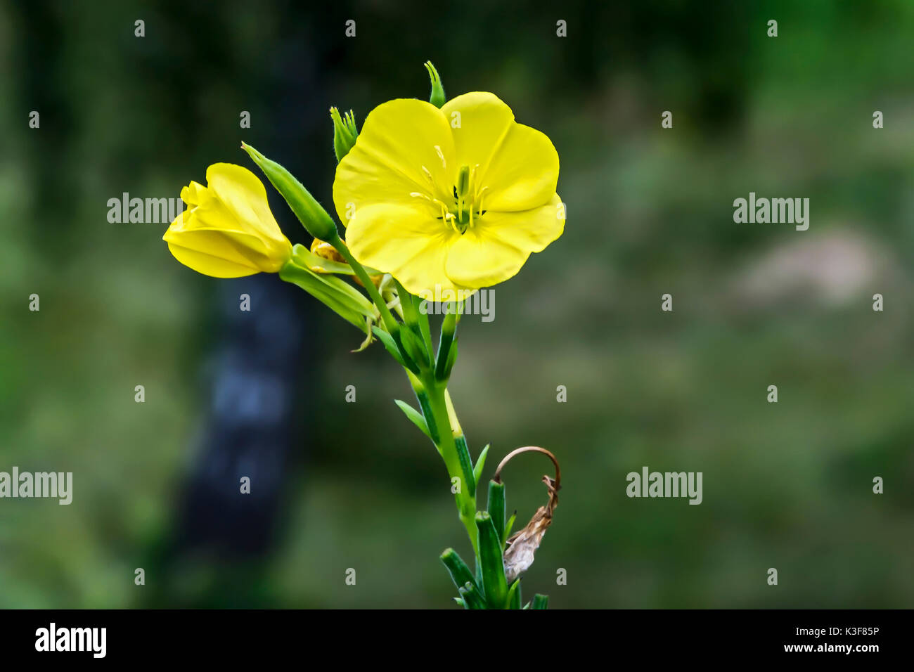 Yellow flower Primrose, herbaceous plant of the family Primrose Stock ...