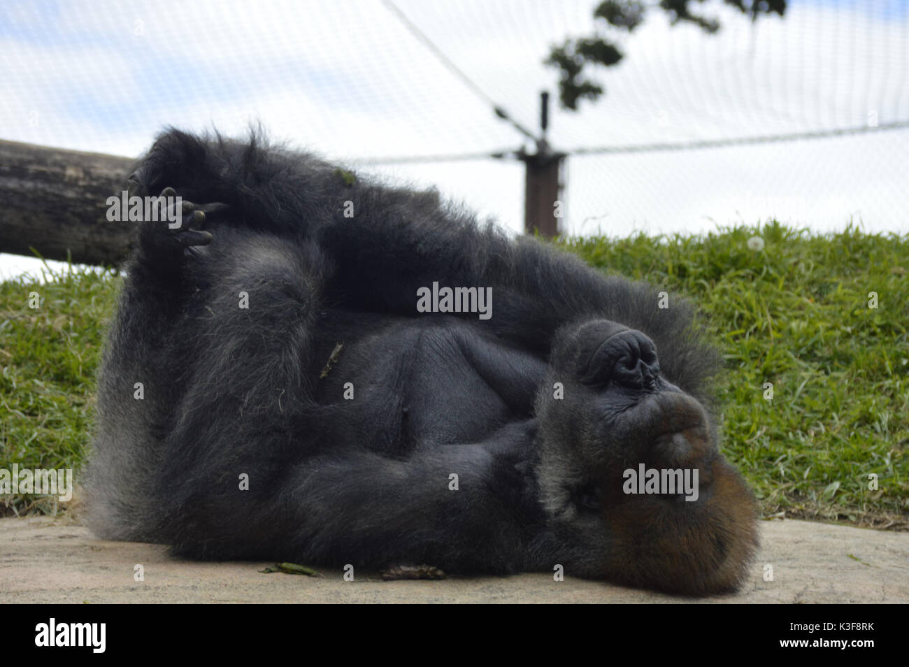 Gorilla nature hi-res stock photography and images - Alamy