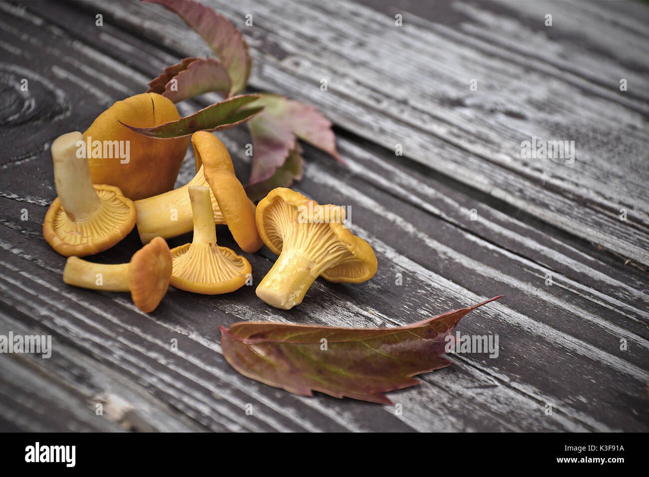 Red chanterelle mushrooms hi-res stock photography and images - Alamy