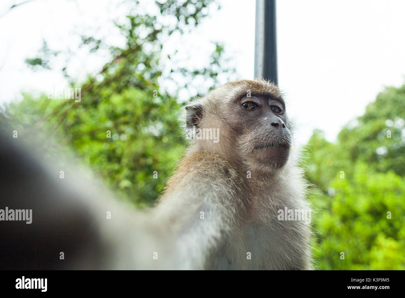 Monkey selfie smiling hi-res stock photography and images - Alamy