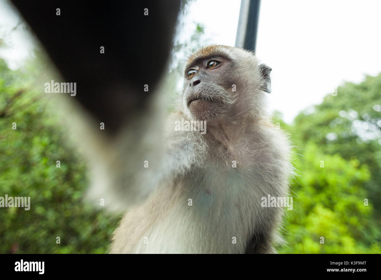 Monkey Selfie High Resolution Stock Photography and Images - Alamy