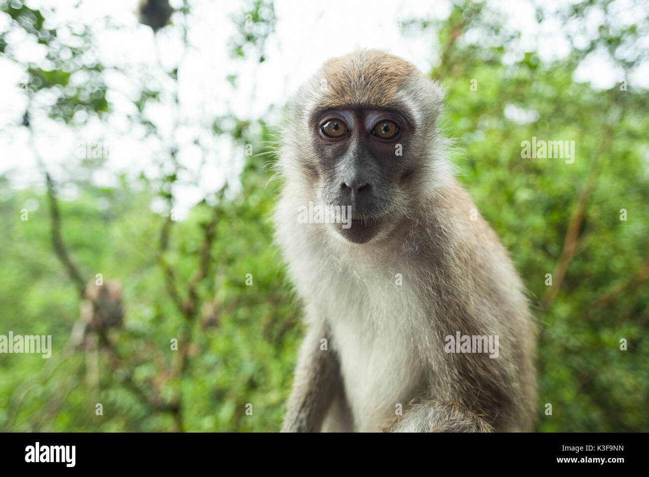Smiling macaque hi-res stock photography and images - Alamy