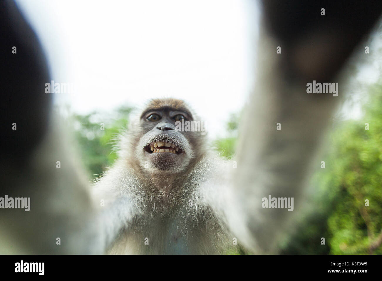 Smiling macaque hi-res stock photography and images - Alamy