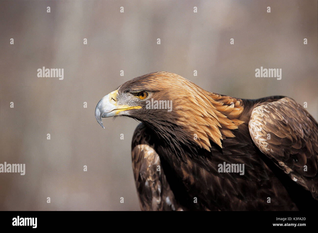 Stone eagle bird hi-res stock photography and images - Alamy