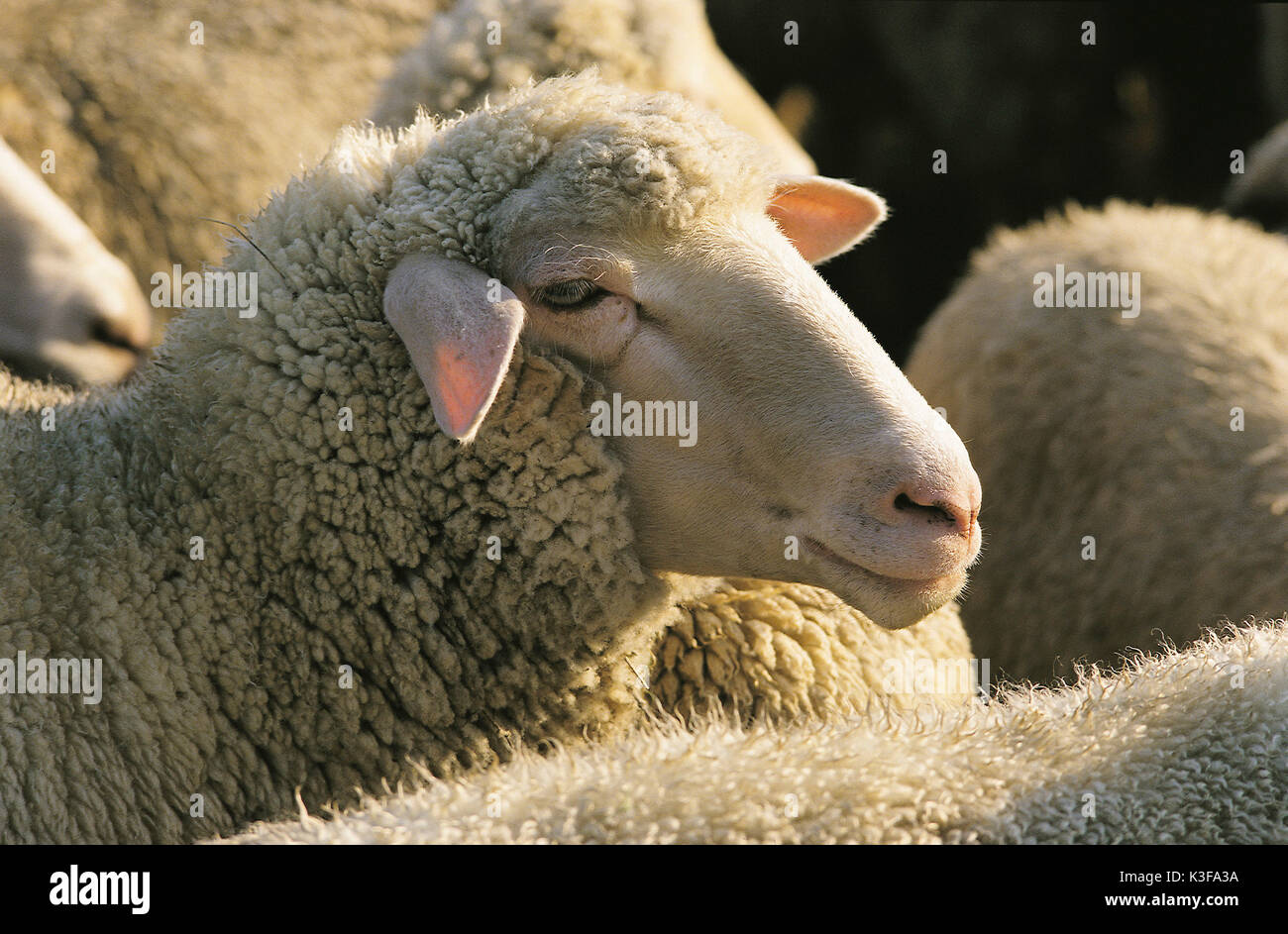 Sheep head hi-res stock photography and images - Alamy