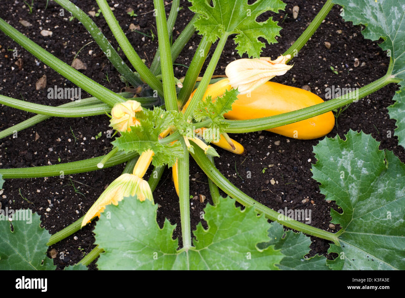 Courgette flower and yellow courgette in a vegetable bed Stock Photo ...