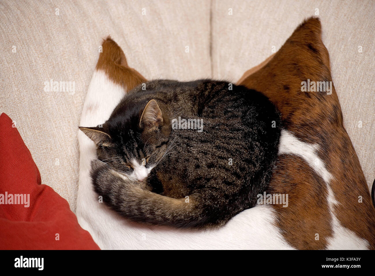Sleeping cat hi-res stock photography and images - Alamy