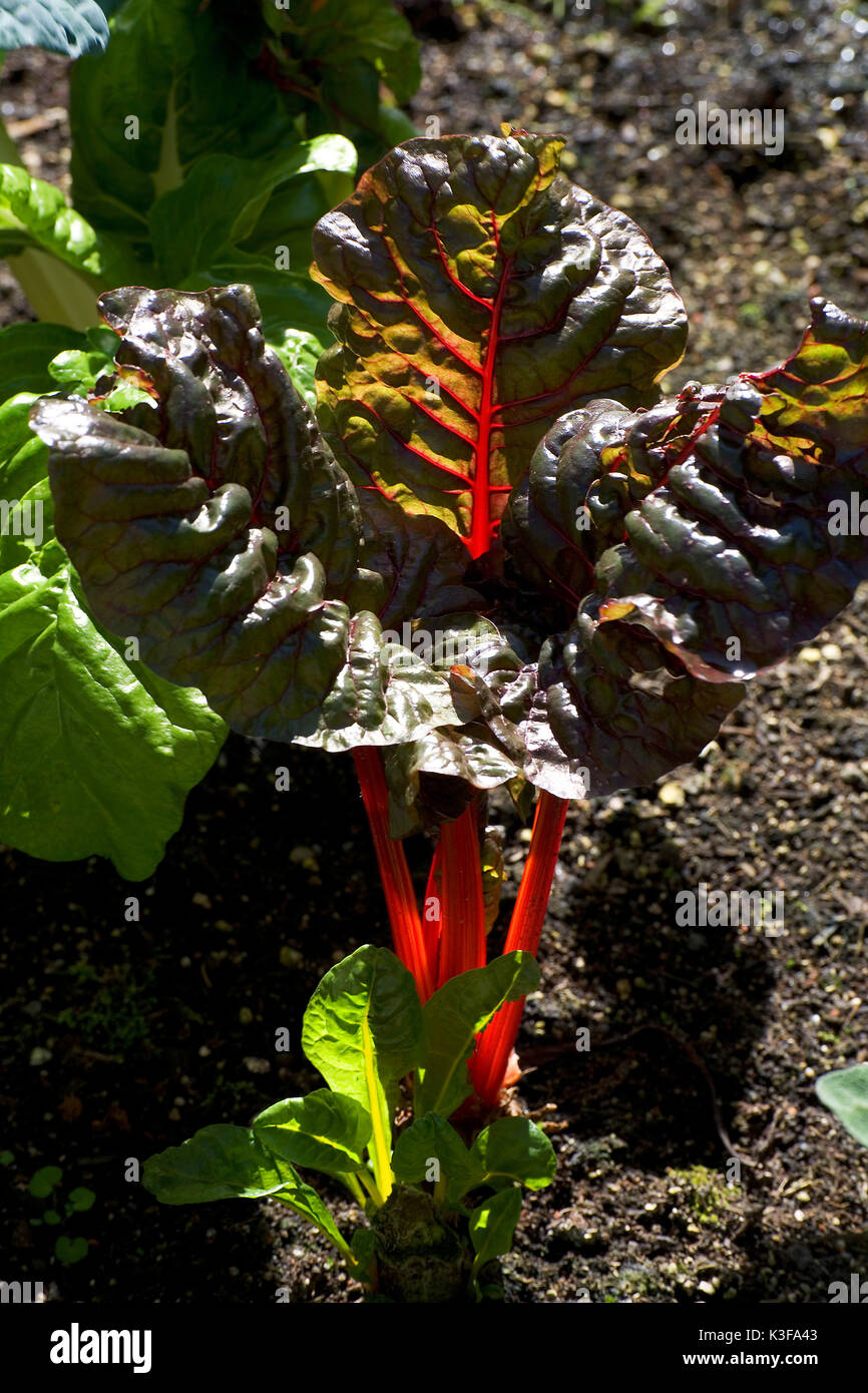 Mangold vegetable hi-res stock photography and images - Alamy